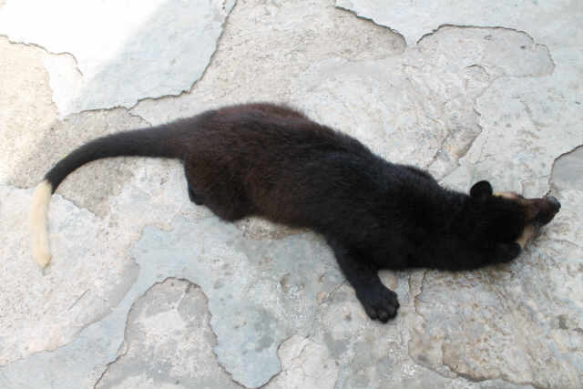 Musang Lover Jakarta: Jenis-jenis Musang