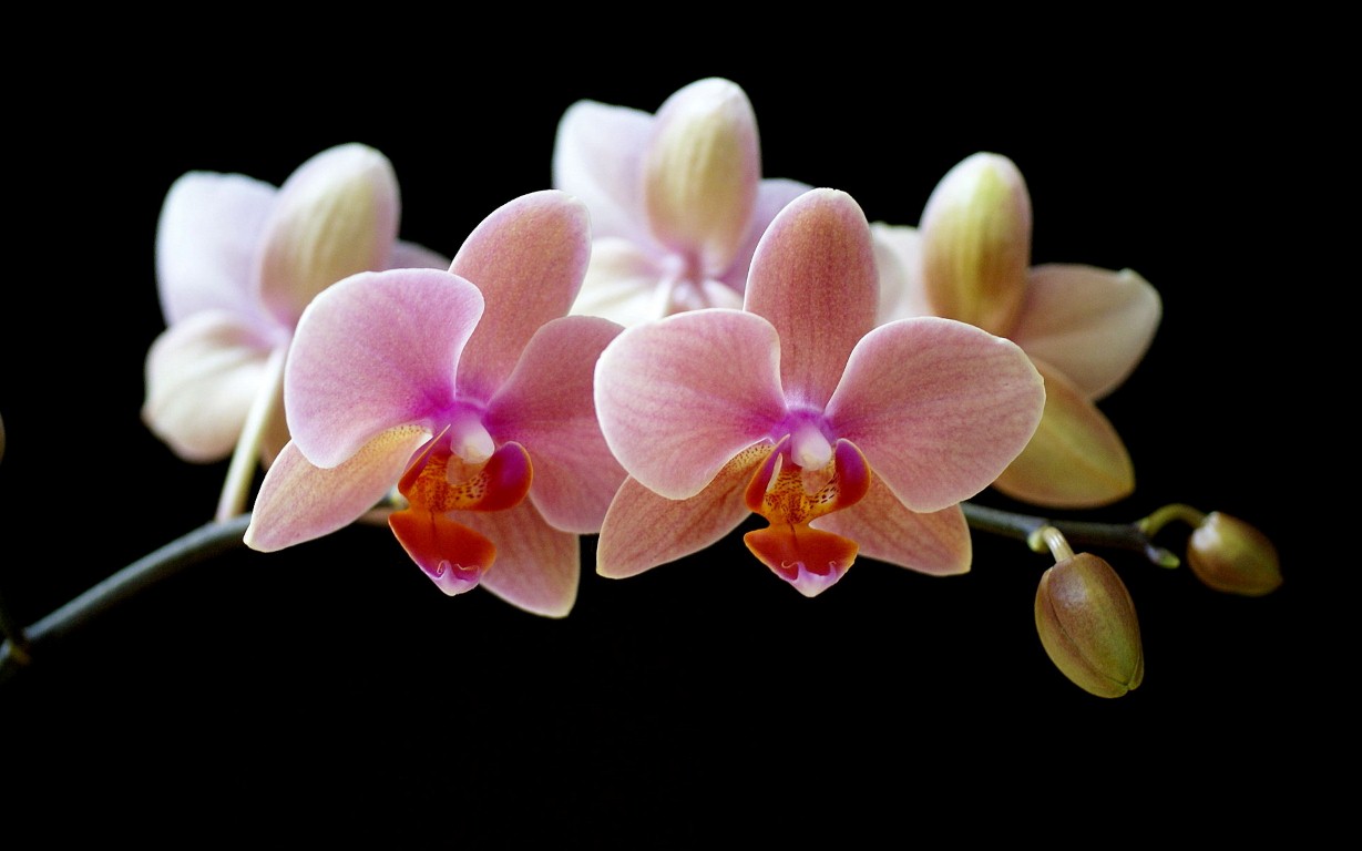 Orchid Desktop Wallpaper - Pink Flower Wallpapers