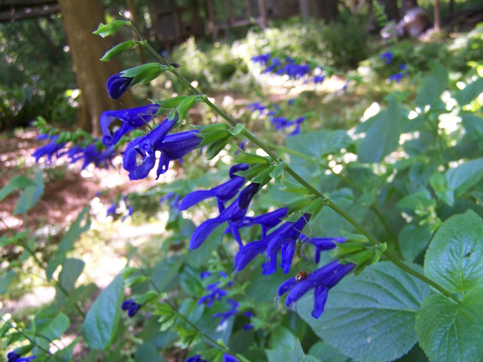 The Nature Dude: louisiana hummer plants