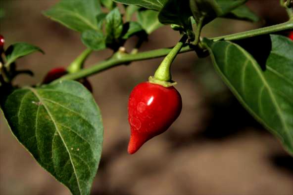 Receitas da Fabiana: Tempero Pimenta Biquinho