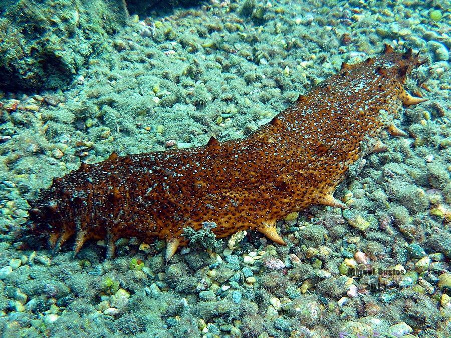 Naturaleza y Fotografía en Motril: Cohombro de mar pardo (Holothuria ...