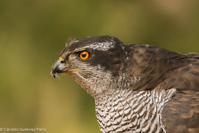 AZOR COMUN - Accipiter Gentilis | Observatorio de la Naturaleza