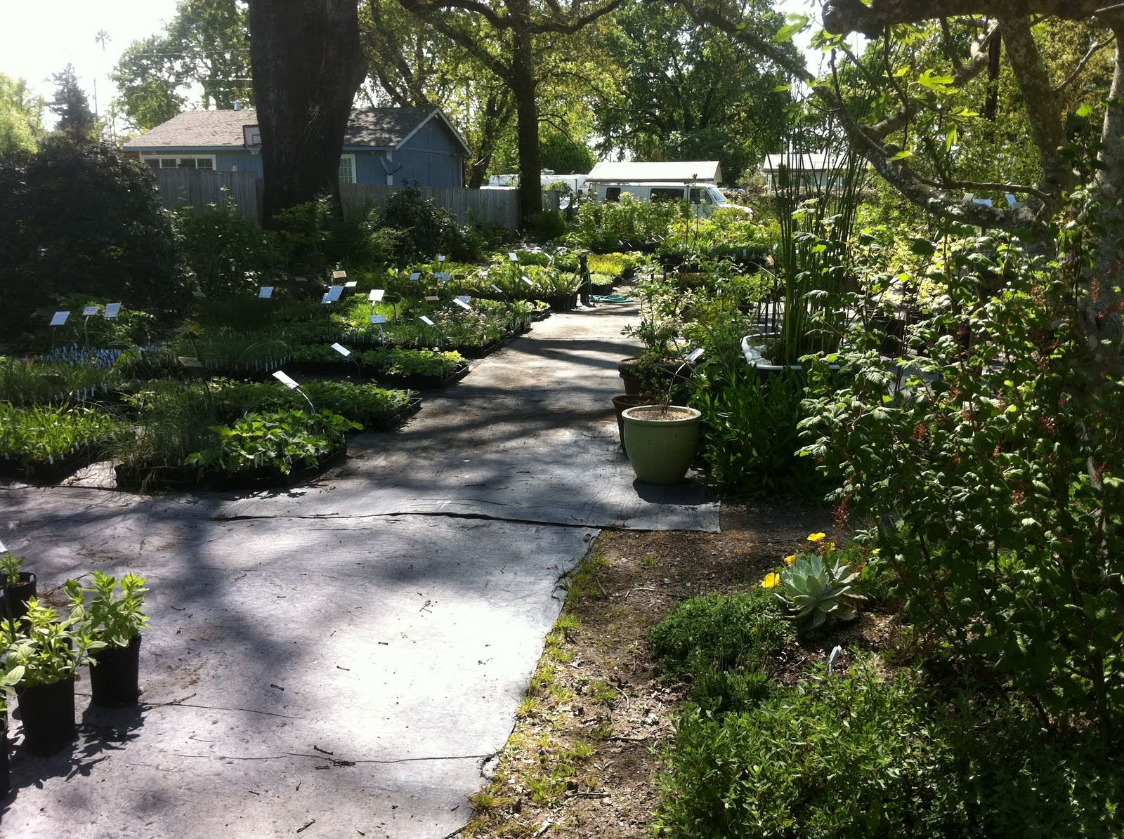 non-secateur: California Flora Nursery, Fulton CA
