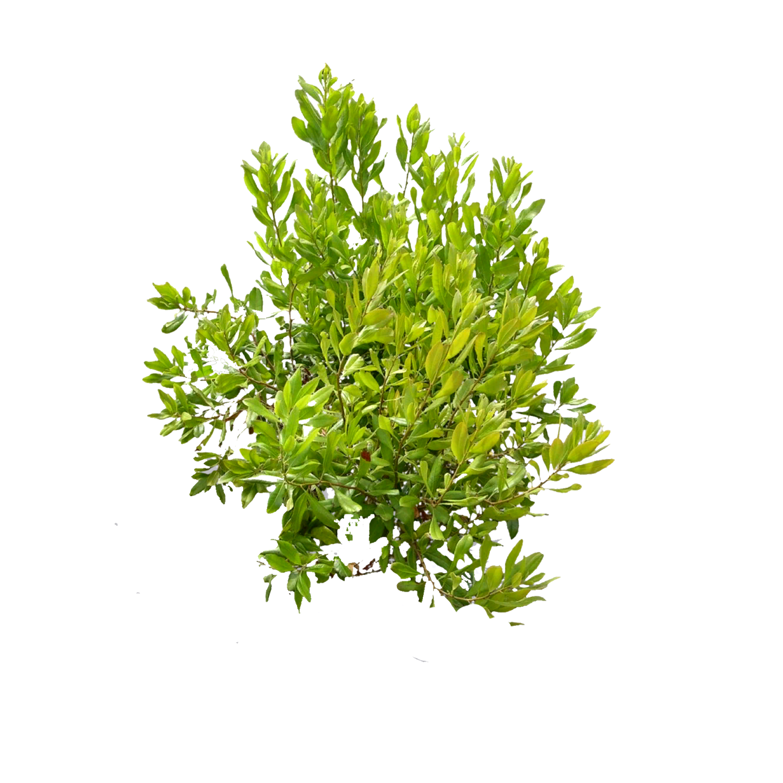 RIZKI FLOWER: TANAMAN DAUN HIAS