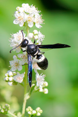 Urban Wildlife Guide: A Four-toothed Mason Wasp