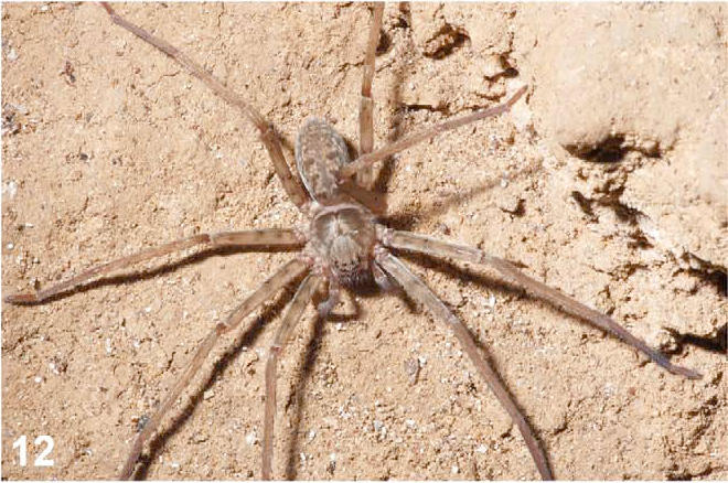 Sciency Thoughts: Nine new species of cave-dwelling huntsman spider ...