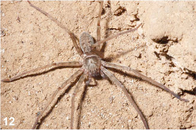 Sciency Thoughts: Nine new species of cave-dwelling huntsman spider ...