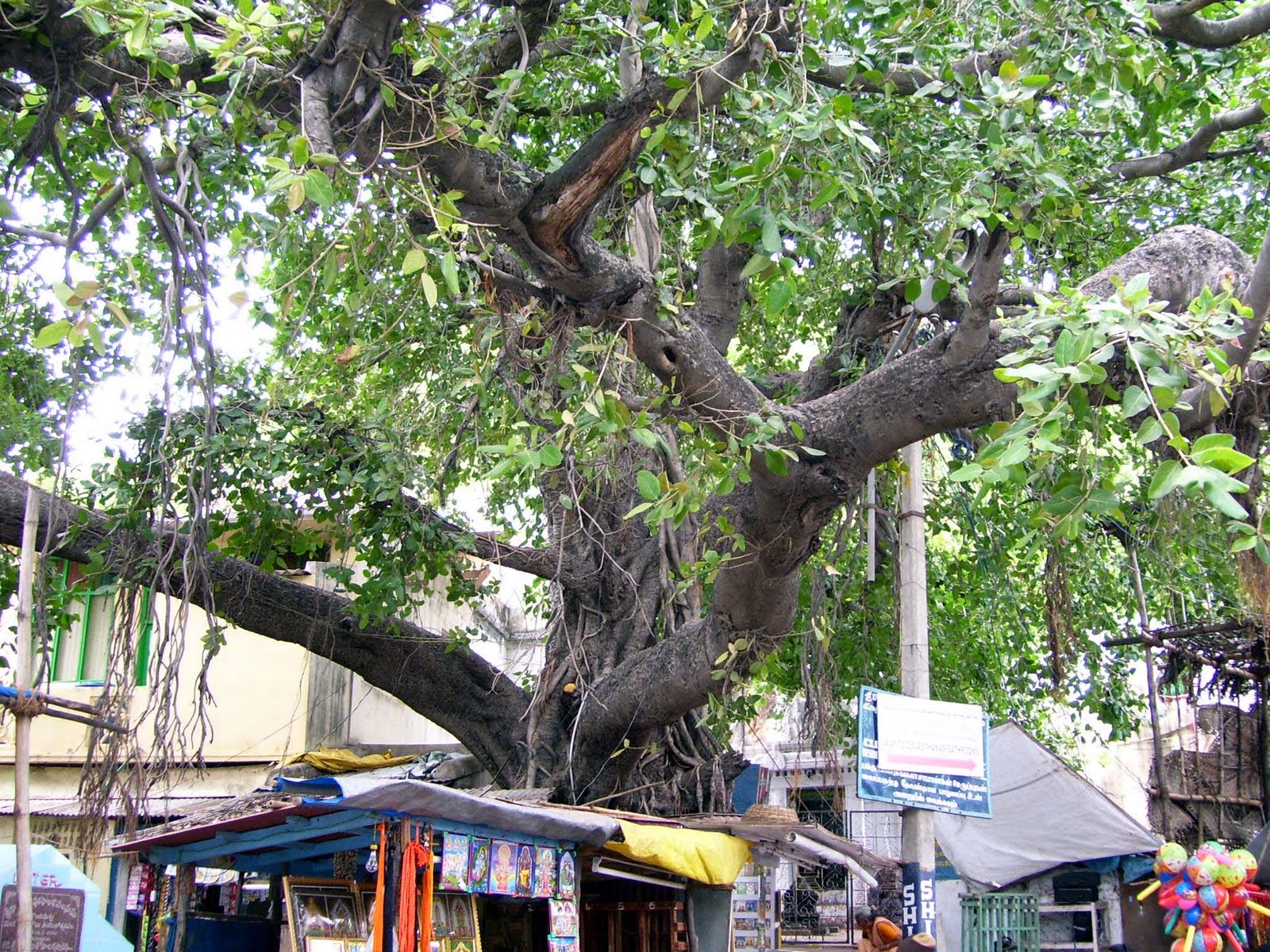 Vineet's Spiritual Yearnings: Srikalahasti - (Vayu Sthalam - Air)