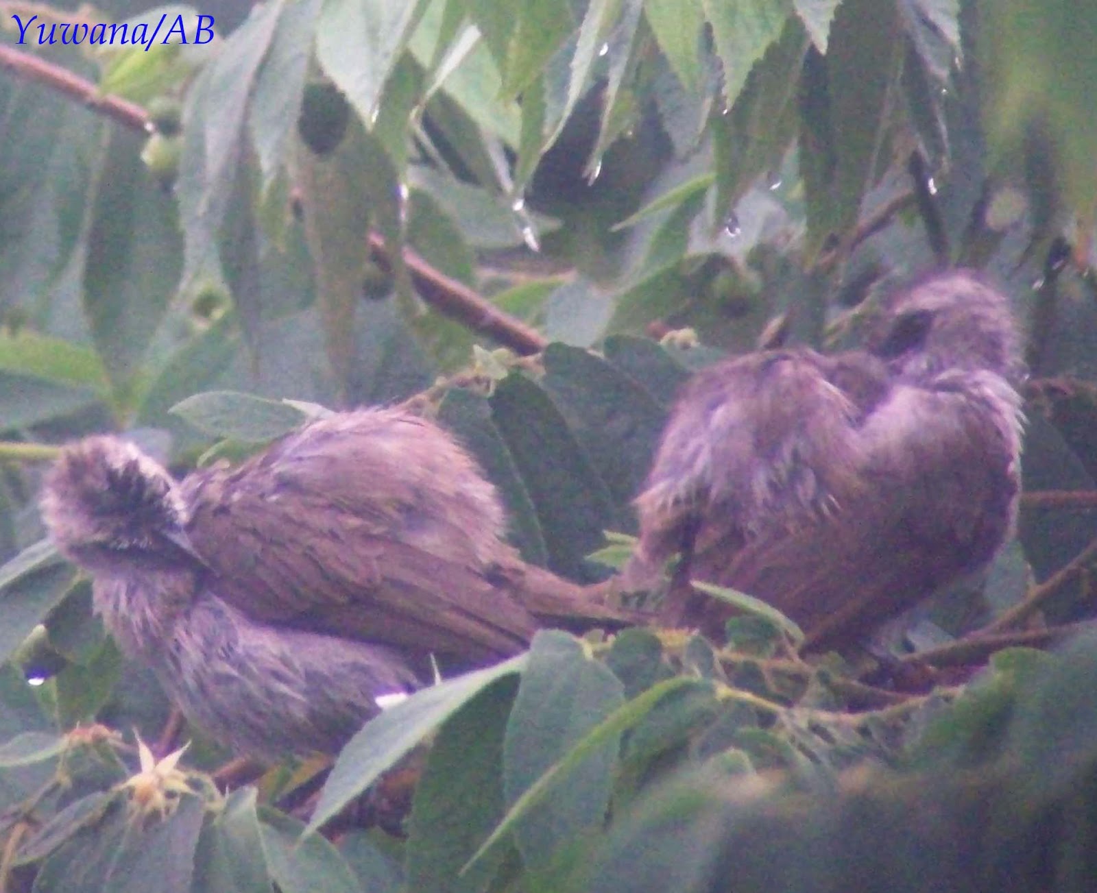 Urban Wildanimal: Merbah Cerukcuk