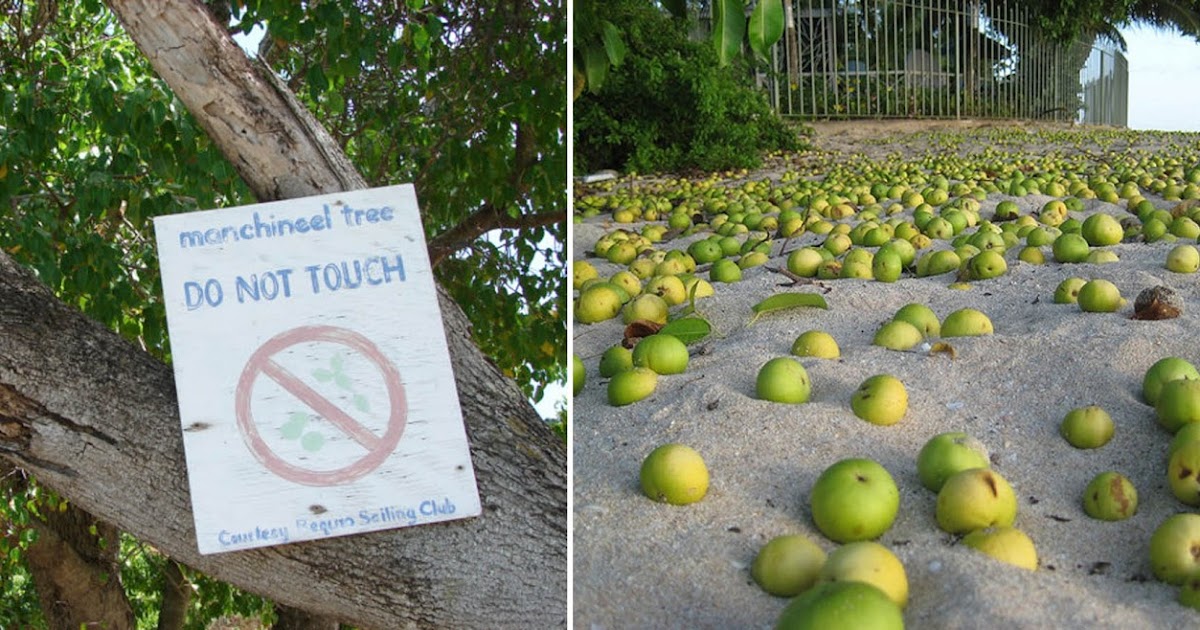 As Many Exceptions As Rules: A Death Apple A Day Keeps…..