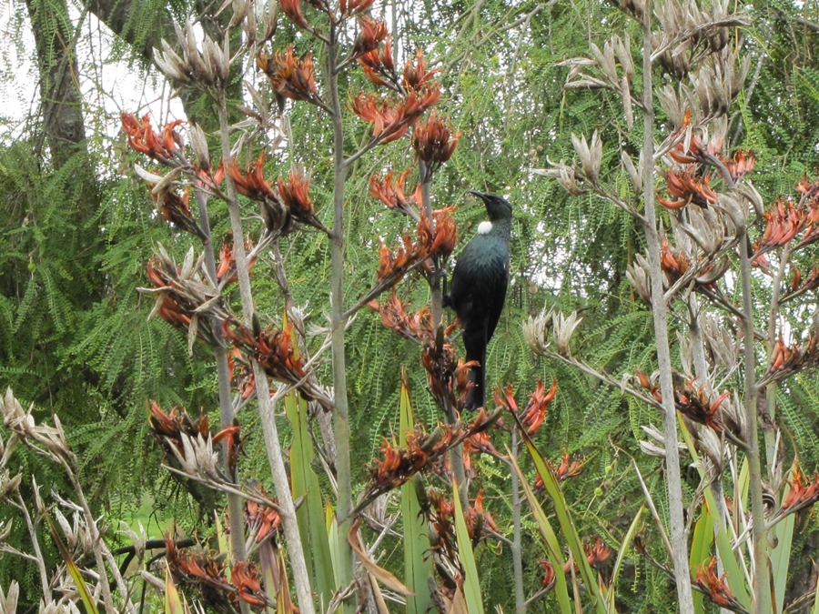 photographing New Zealand: tui in flax