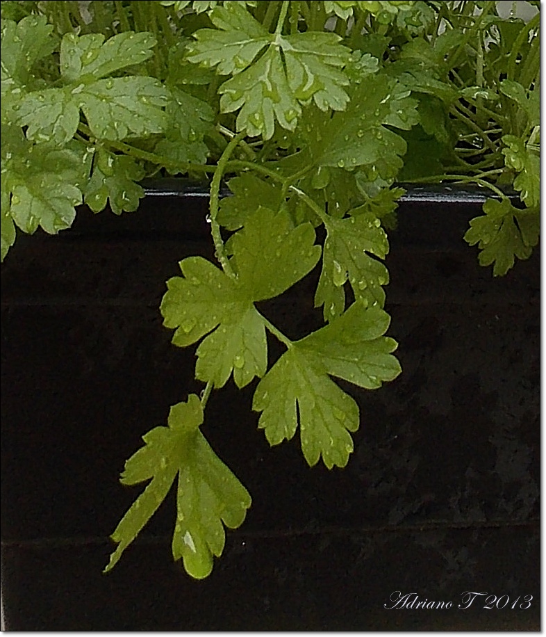Mundo das Plantas : Salsa Lisa, aprenda a plantar em casa.