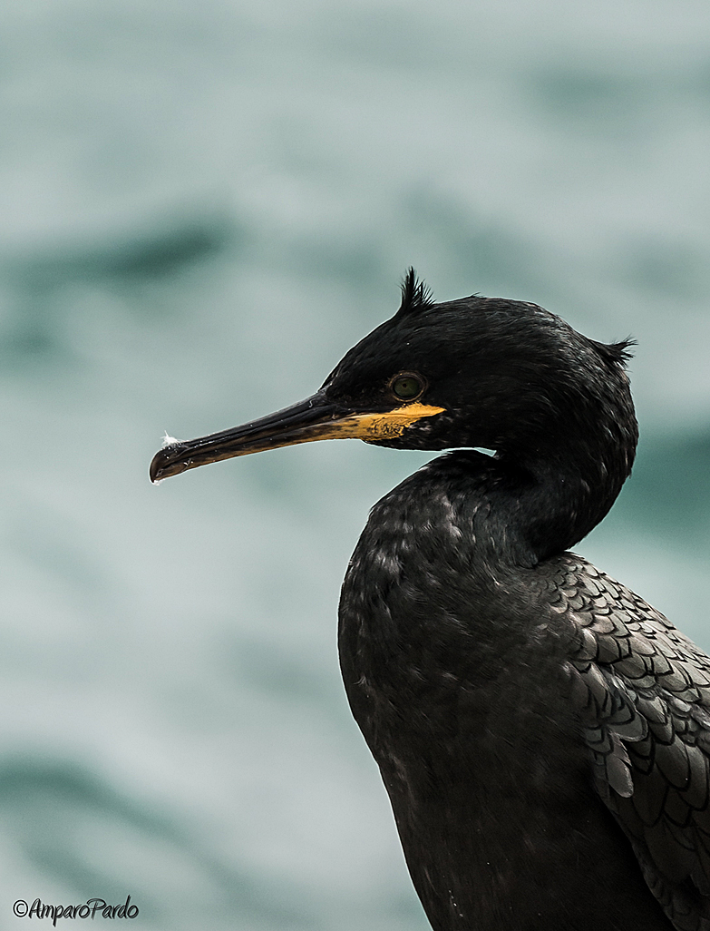 APRENDIENDO: CORMORANES