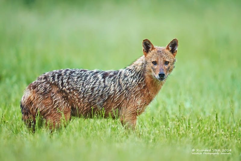 Wildlife Photographic Journals: Romania and the Last Frontier - Day 6 a ...