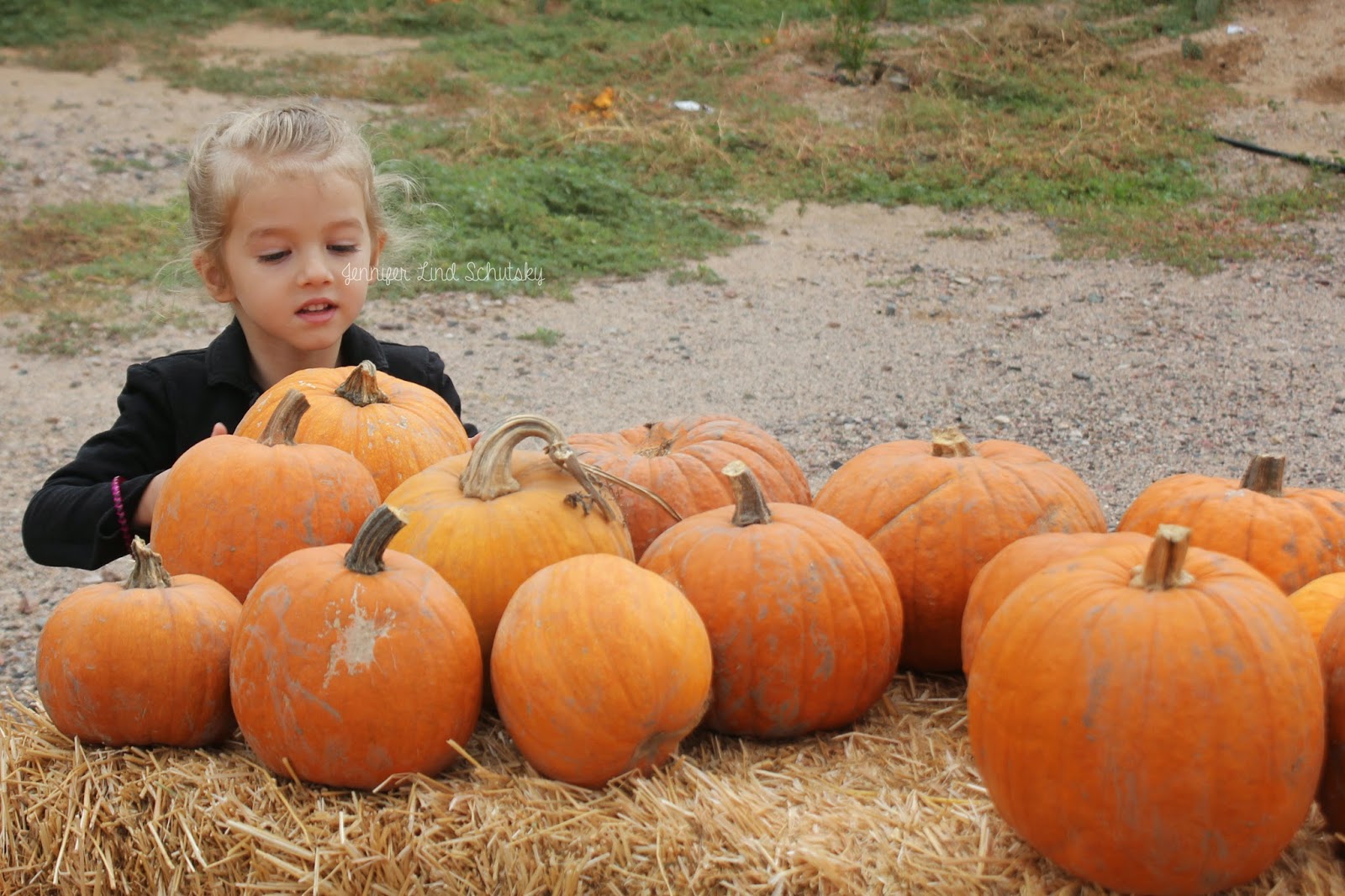 Hawks and honey: The Simple Farm's Pumpkin Patch {our Friday Field Trip}