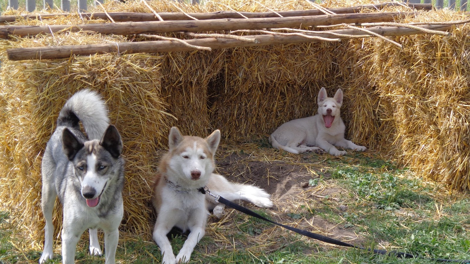 konik polski: Kury i husky???!