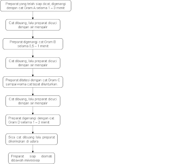 METODE PENGECATAN GRAM ~ BEM AKADEMI ANALIS KESEHATAN MALANG