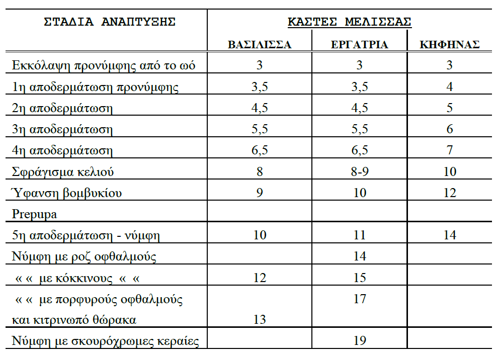 Xmbeekeeping: Στάδια ανάπτυξης της μέλισσας.
