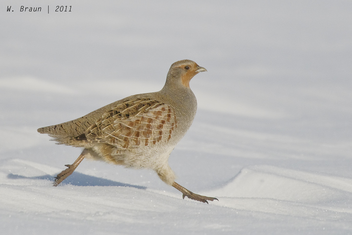 For the birds: Partridges in a stubble field
