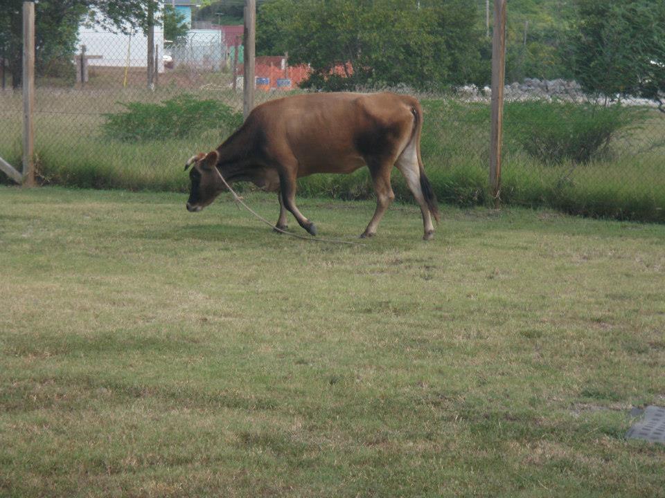 Canouan Scoop: Helda's Life On An Even SMALLER Caribbean Island | San ...