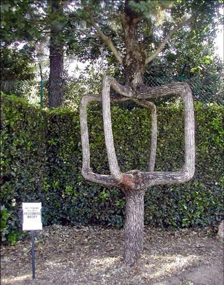 Top 19 funny trees