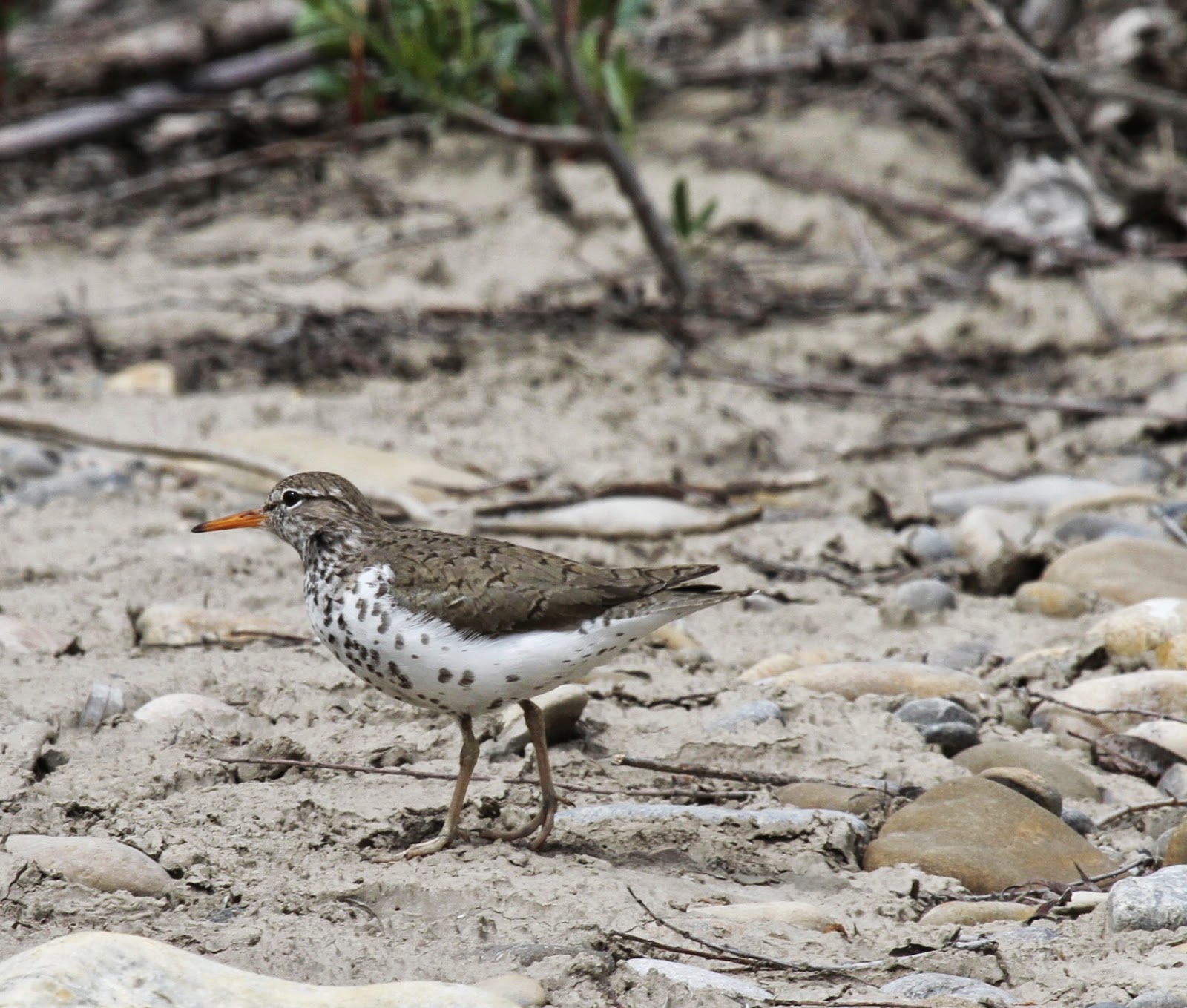 The Birds and the Bears: Spotted Sandpiper Chick