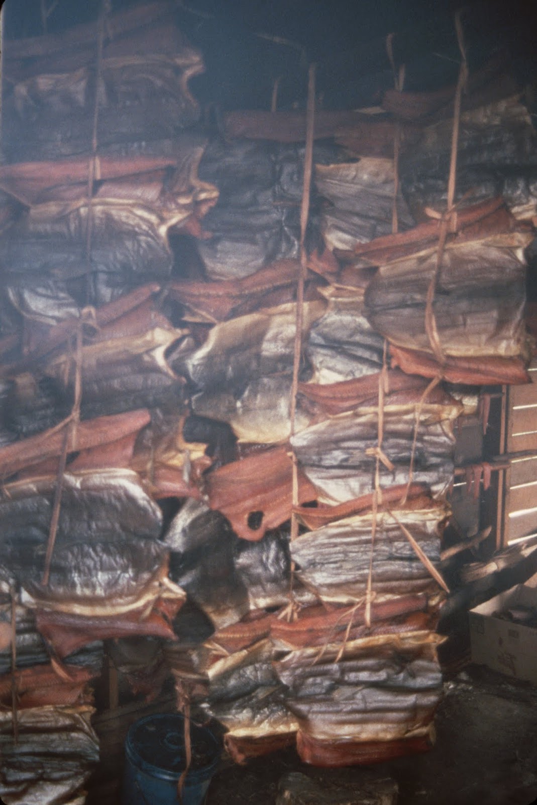 Reflections on Nature, Culture and Society