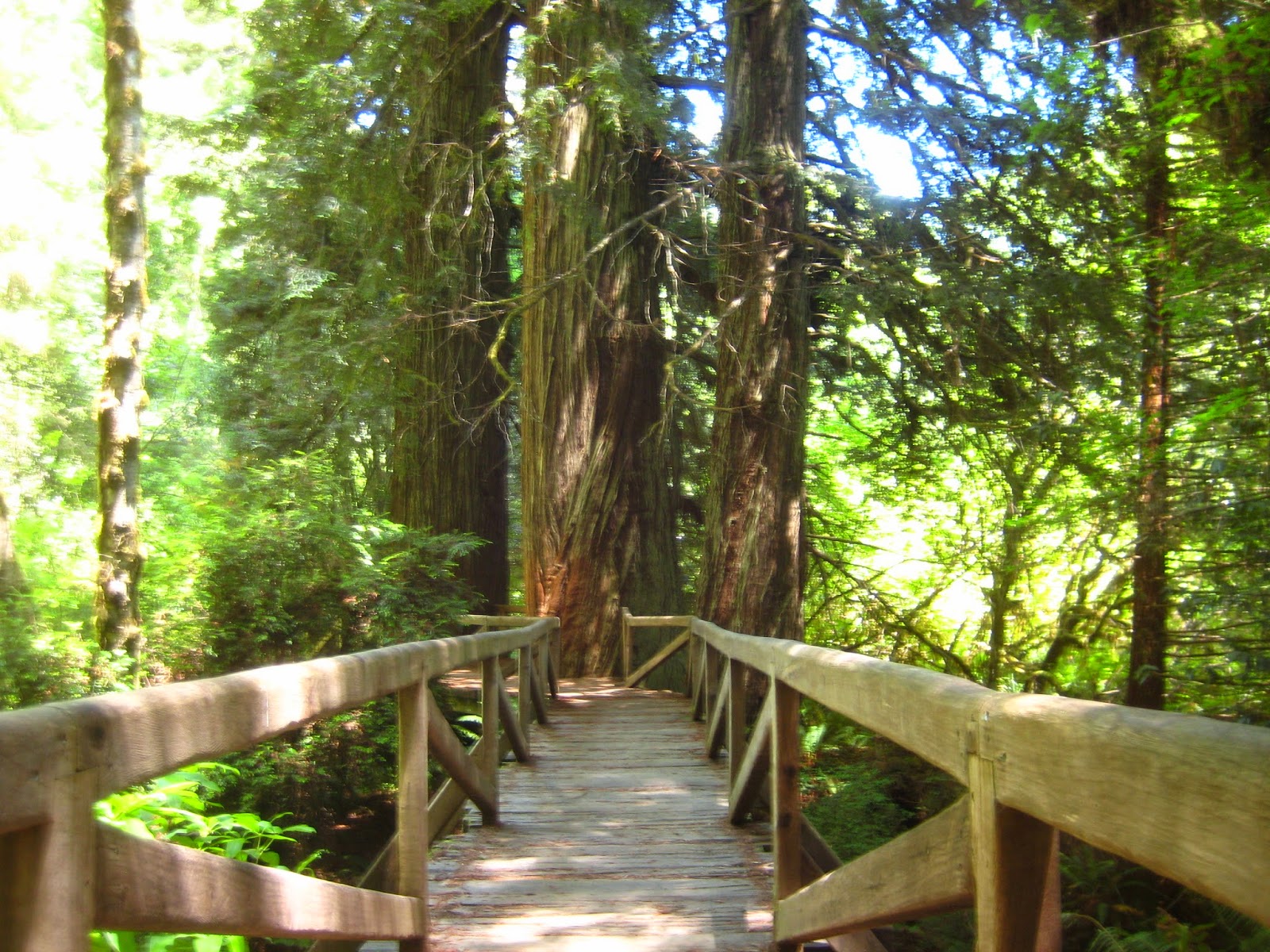 Glenn & Carol's Hiking Adventures: Big Tree Loop Trail