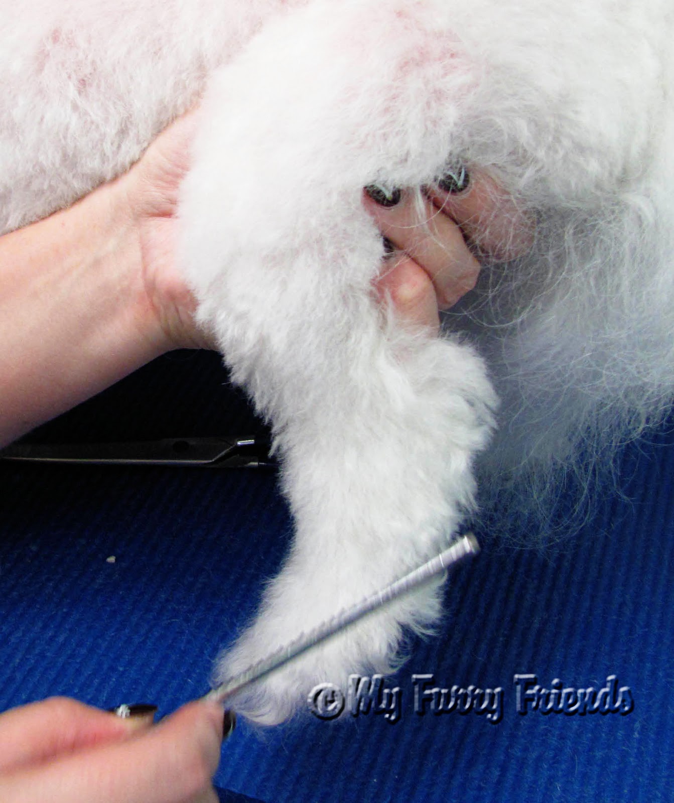 Pet Grooming: The Good, The Bad, & The Furry: Neat Round Feet