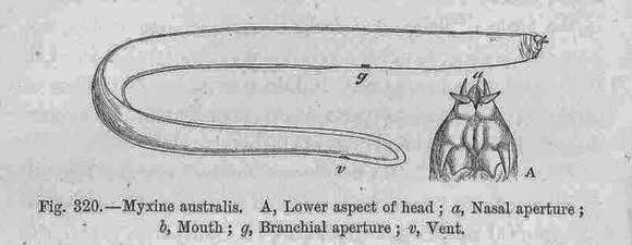 Info animales: MIXÍN DEL SUR ( MYXINE AUSTRALIS )