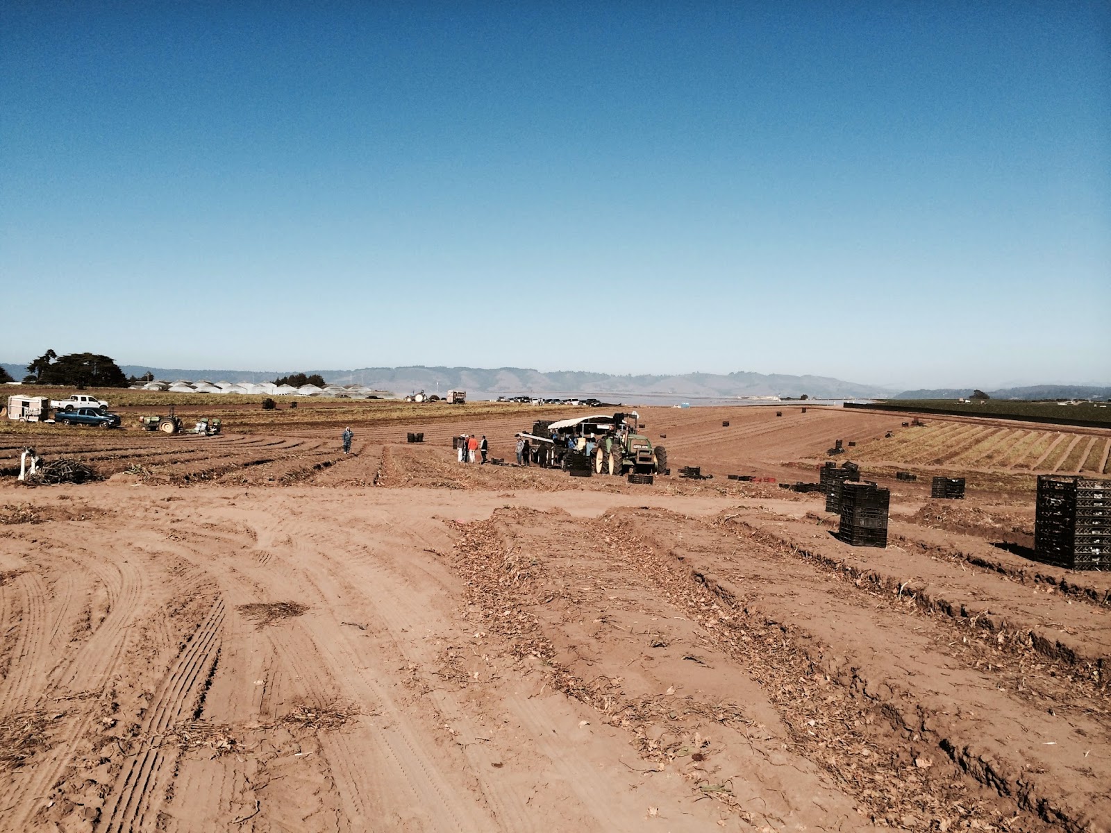 Kitayama Brothers Floral News: Bye-bye Beauties...