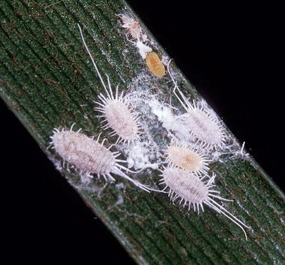 Variety of Life: Pseudococcidae