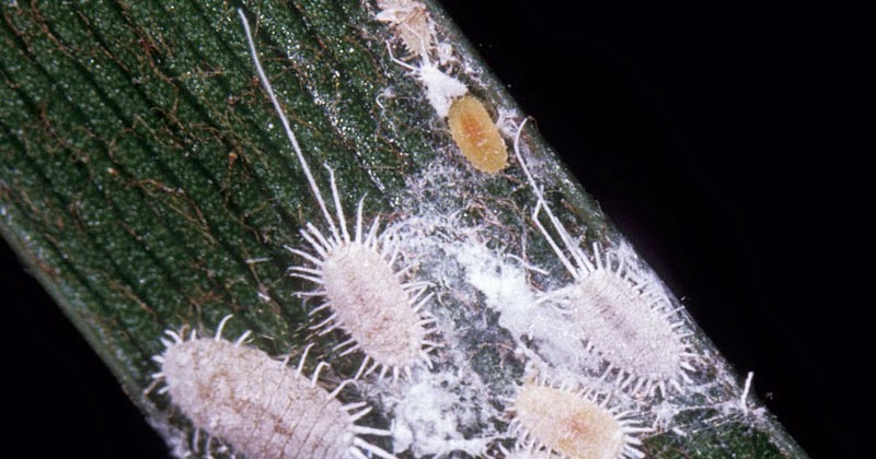 Variety of Life: Pseudococcidae