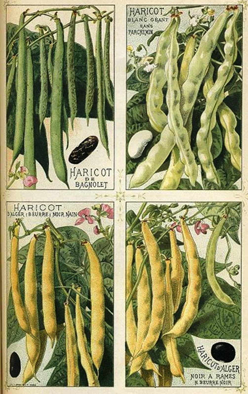 Roots 'n' Shoots: How to Grow: Common Bean plant - Vegetable of the Month