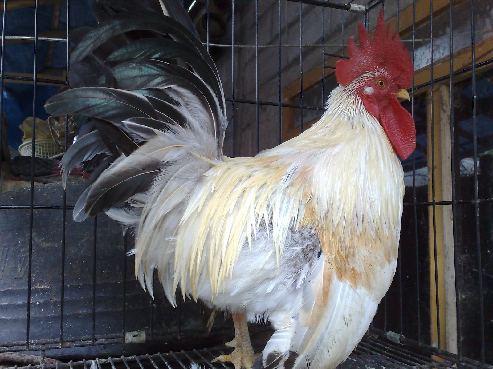 Koleksi Unik 86: Dijual Ayam Unik Kate/katai Jantan @ berjari 5 (Sleman ...