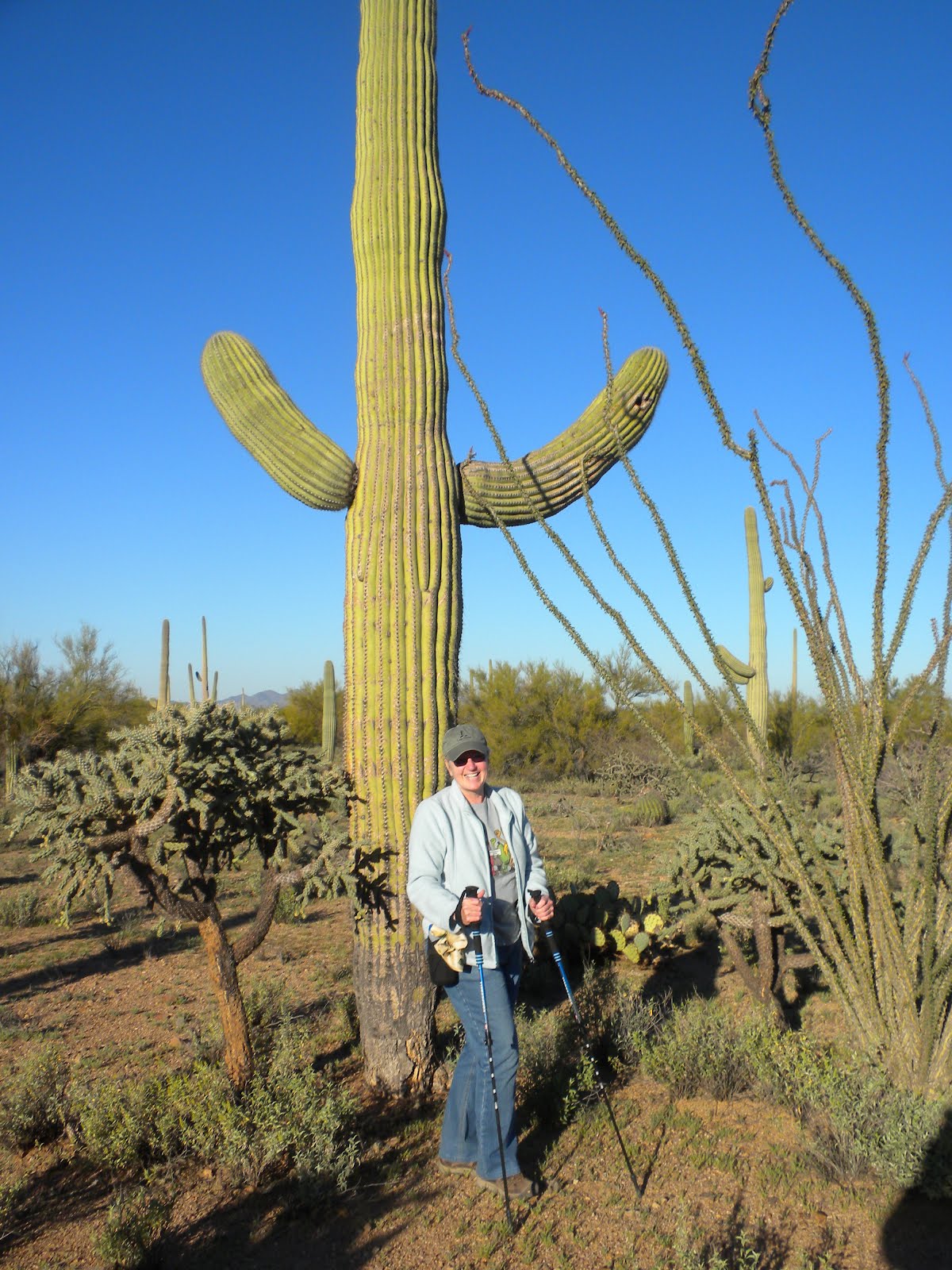 A New Adventure: Disney Cactus