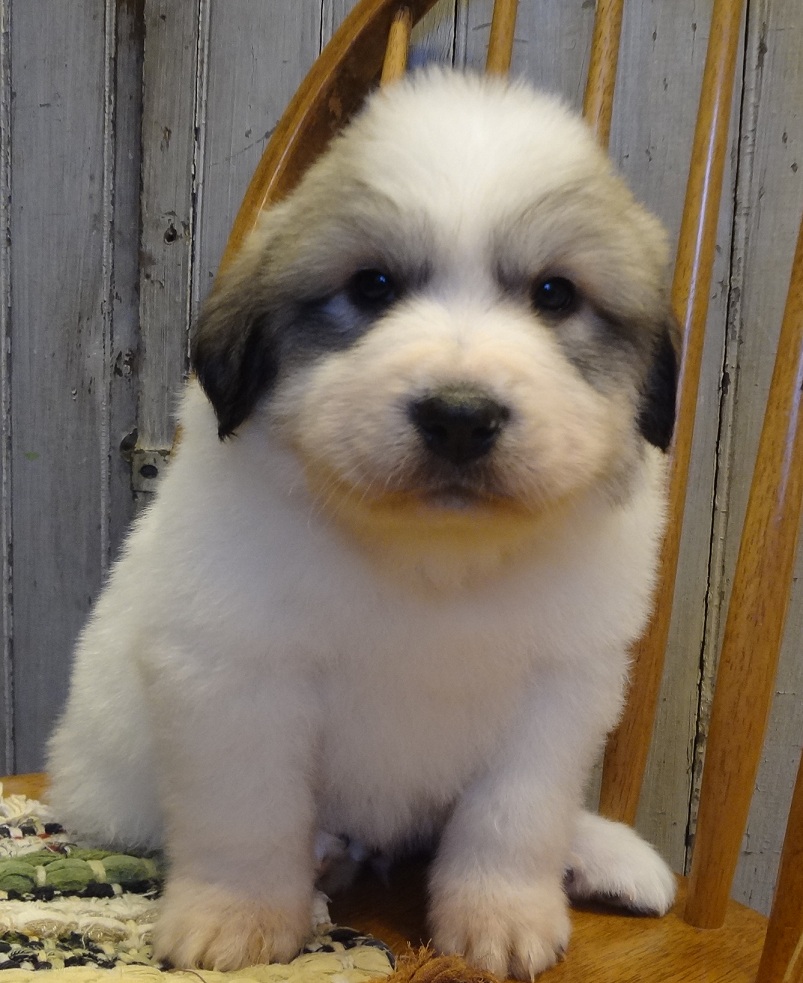 Housman Farms: Pick Your Pyrenees Puppy