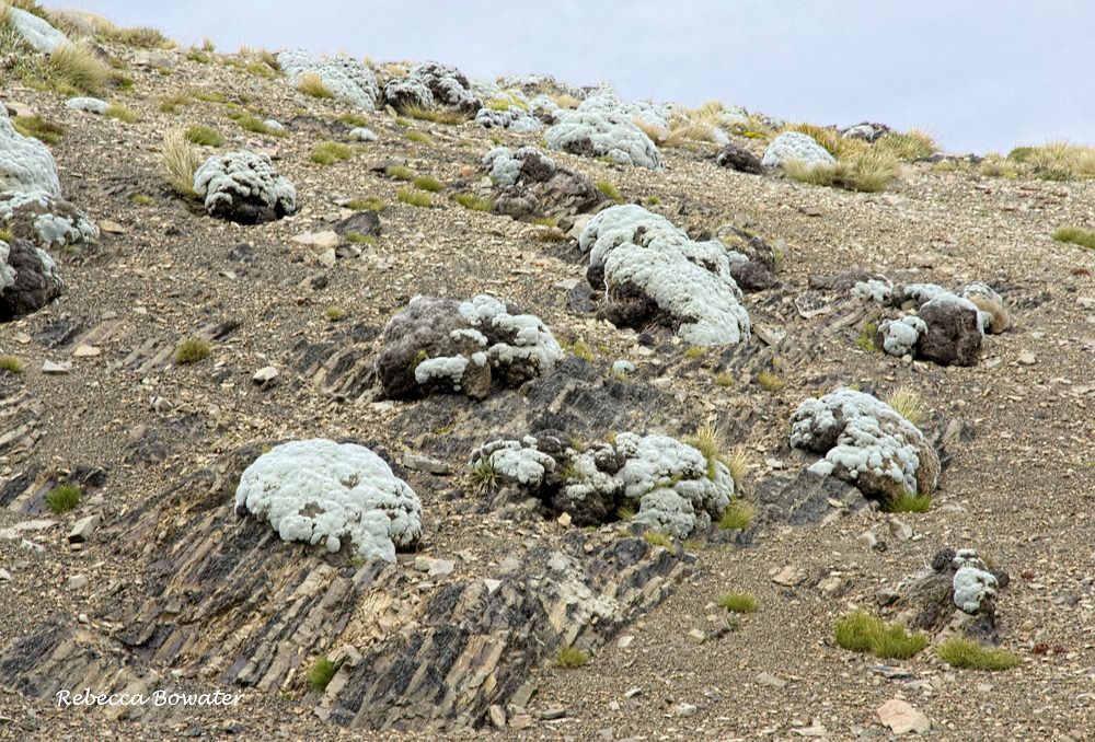 The Vegetable Lamb of Tartary | Amusing Planet