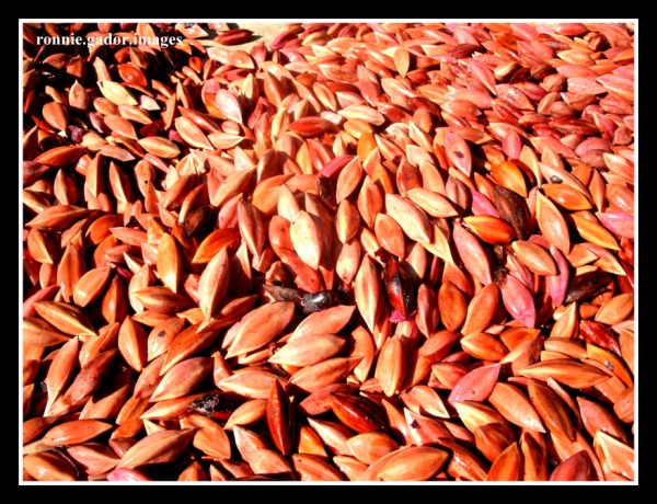 Travels and History: Enigmatic Beauty of Polangui, Albay