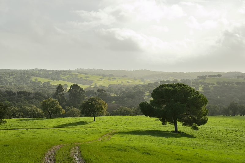 O melhor Alentejo do Mundo: Sitio de Cabrela (Montemor-o-Novo)