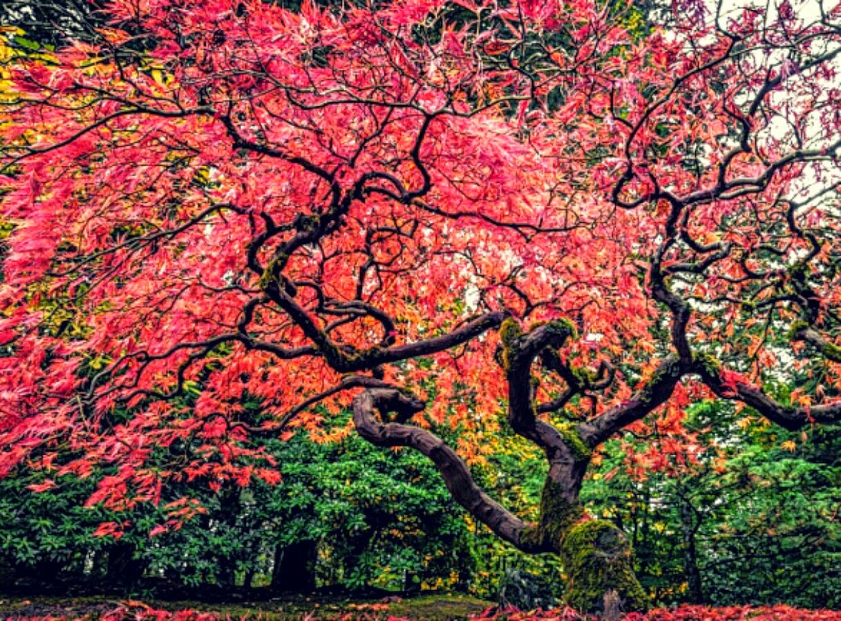 Nature paints the most beautiful masterpieces: Colourful trees