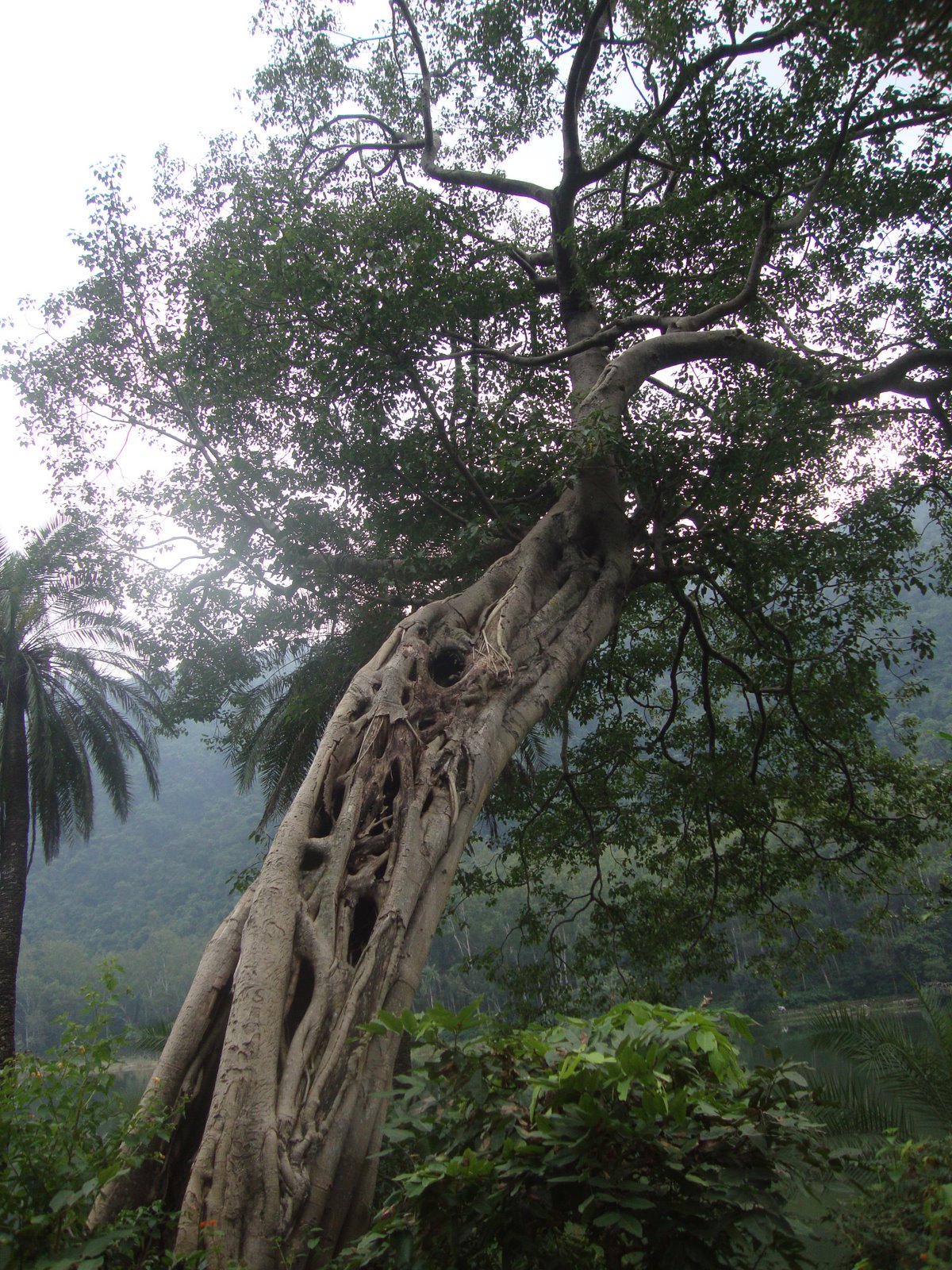 Climber & Explorer: Flora at Renuka