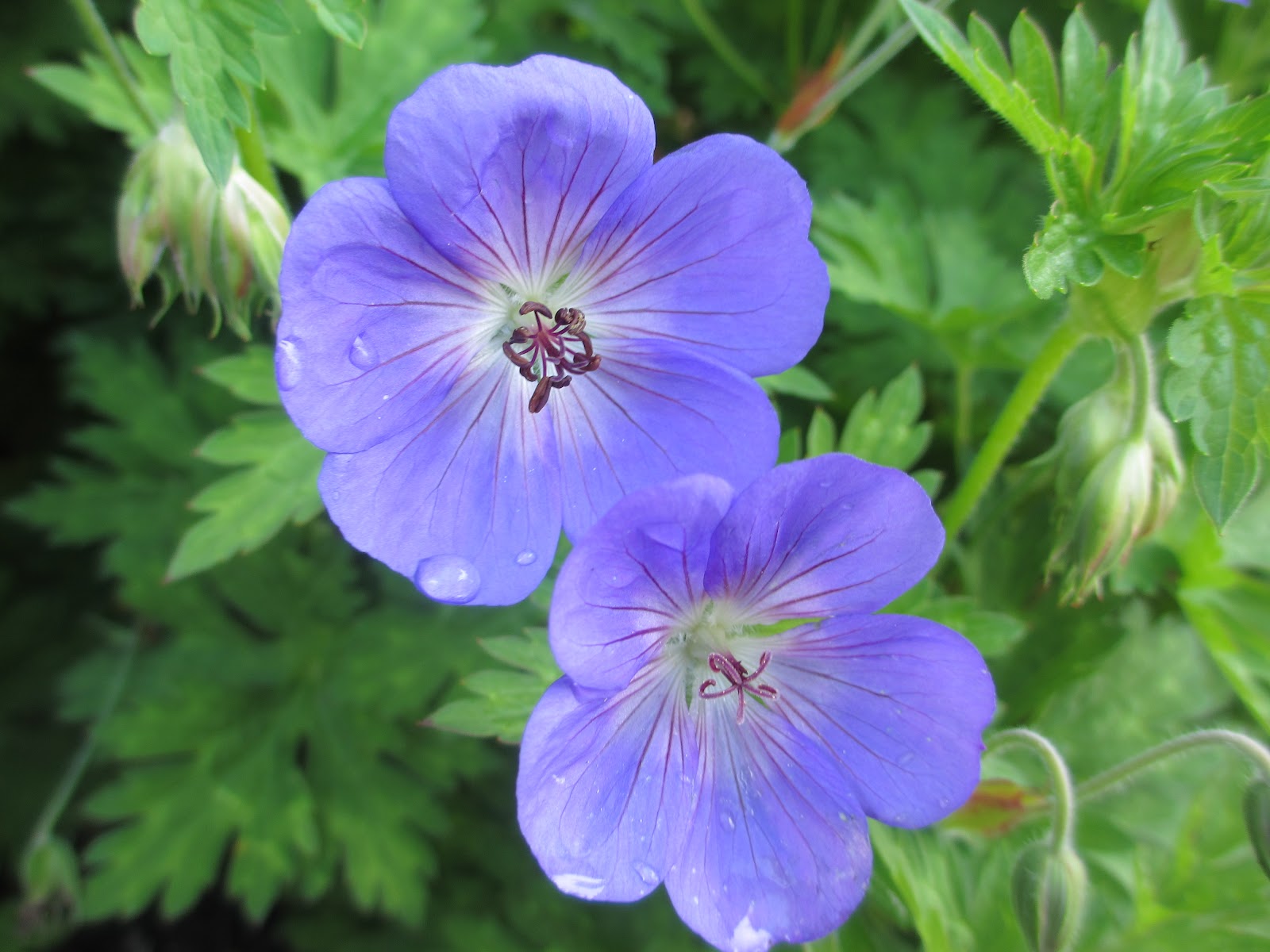 The Well-Watered Garden: Geranium 'Rozanne'