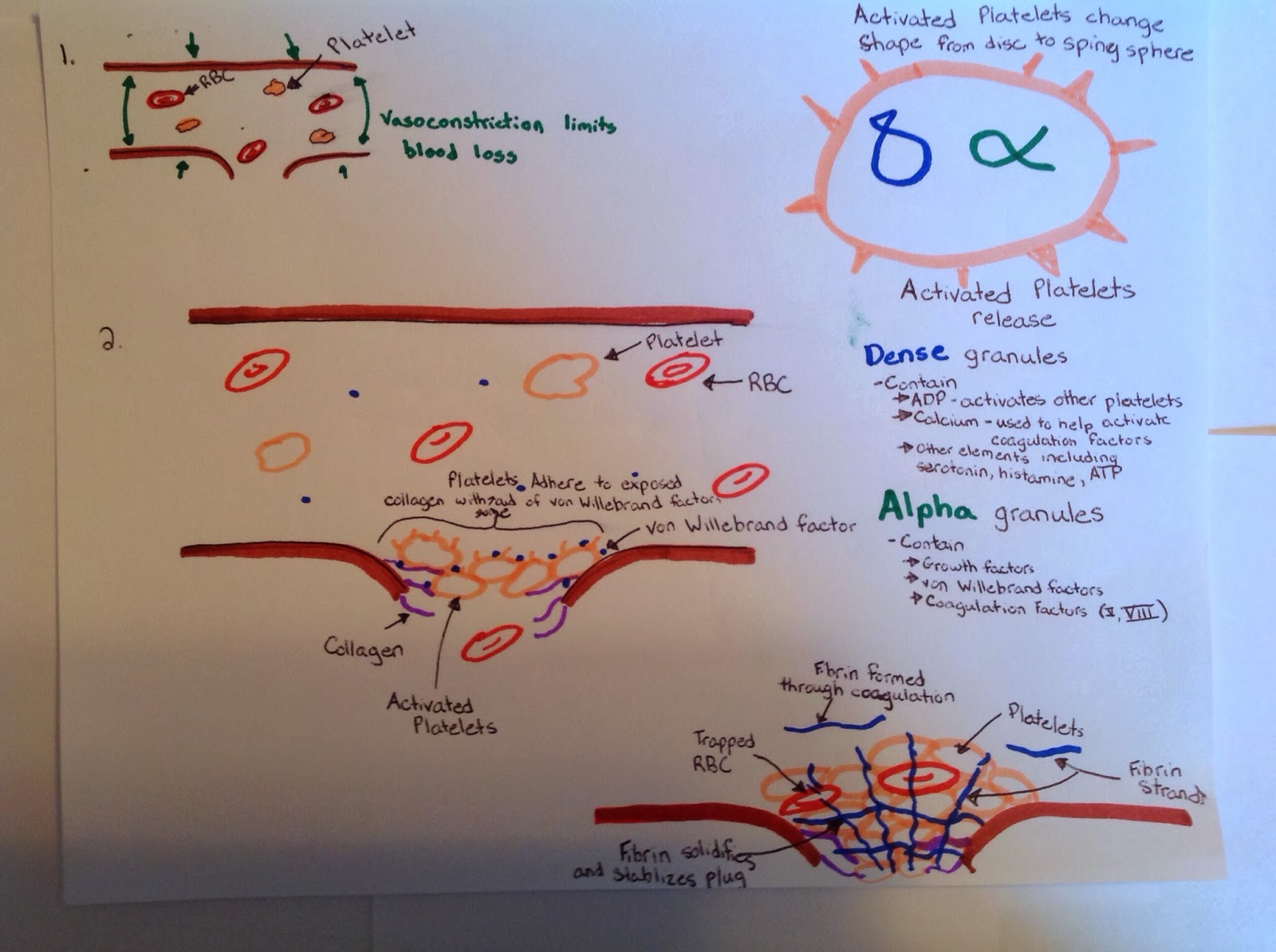 Brady's Study: Coagulation (Clotting) Cascade