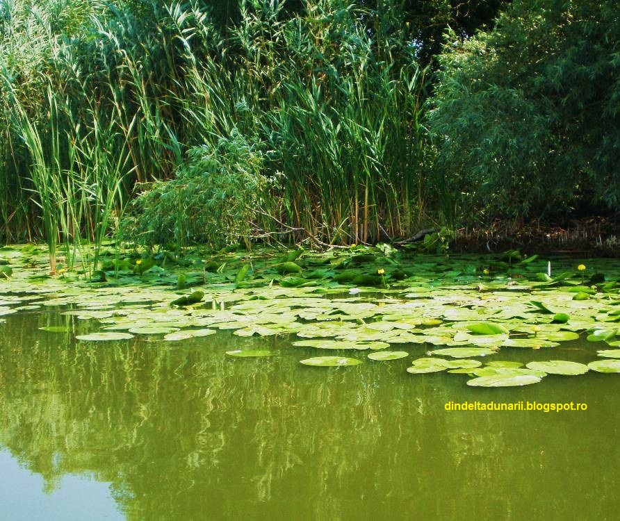 Din Delta Dunării: Murighiol
