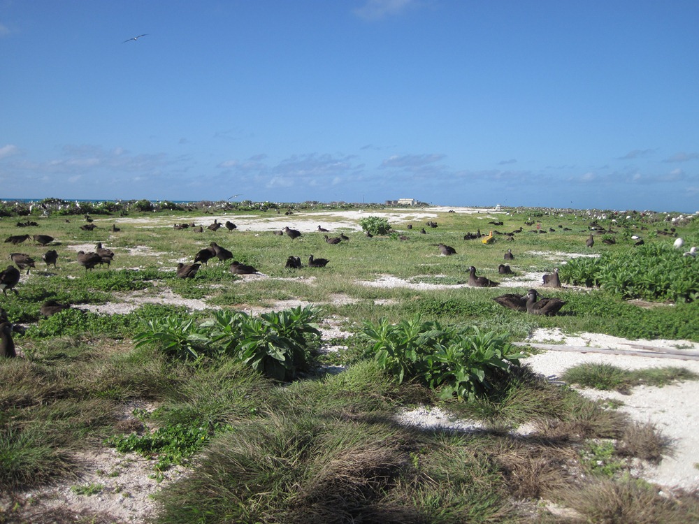 French Frigate Shoals (Kānemilohaʻi):Tern Island Blog: Albatross News ...