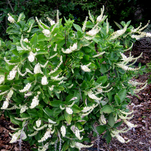 Plant of the Day: Plant of the day is: Clethra alnifolia or sweet ...