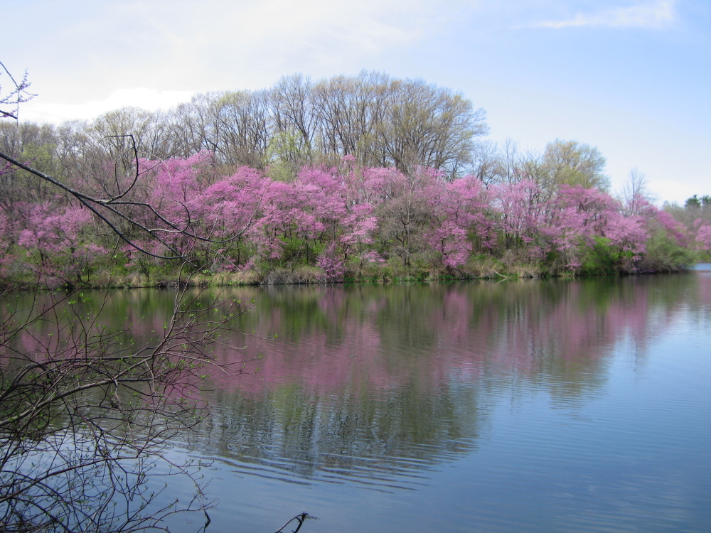 The Lucas Countyan: Put the Haw back in Redbud State Park