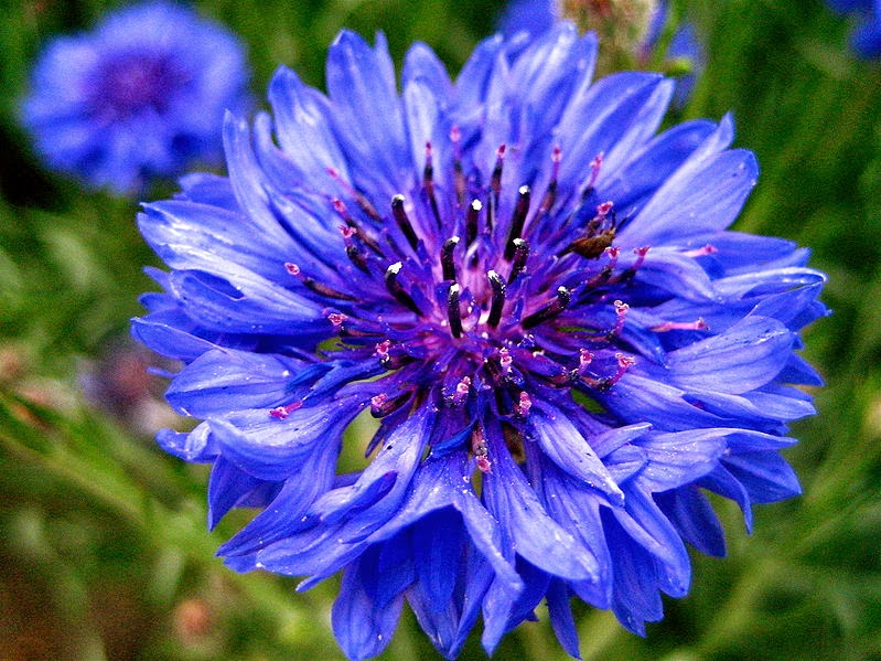Flower Homes: Centaurea Cyanus Flowers