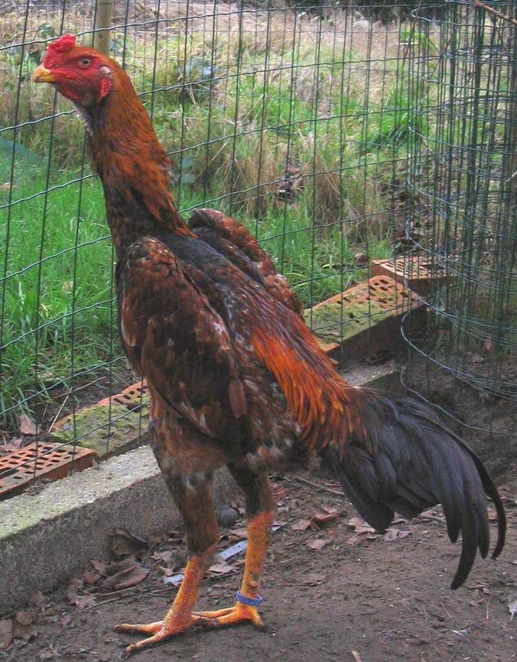 Dövüş Horoz Resimleri | TrPress